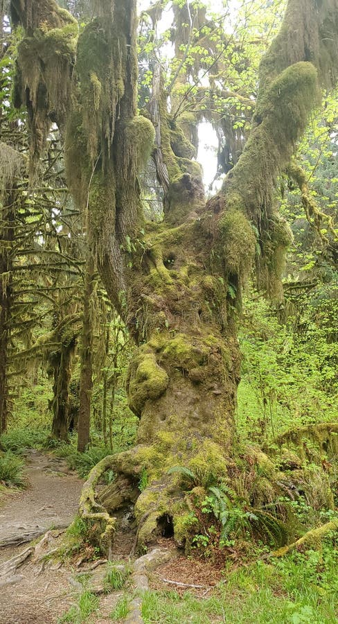 Creepy tree oregon stock image. Image of leaf, plant - 226349507