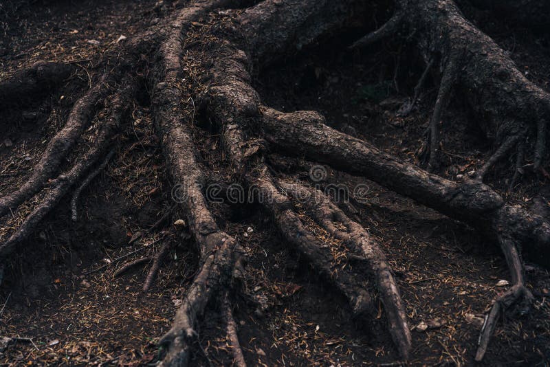 Creepy Tree Roots Sticking Out of the Ground Covered in Mud Stock Image ...