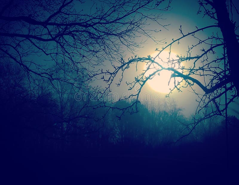Creepy trees in moonlight stock photo. Image of creepy - 151456830
