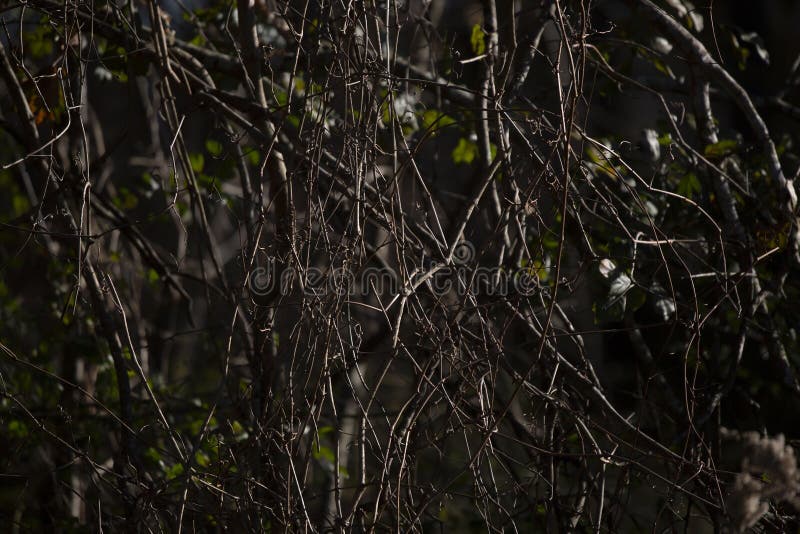 Creepy Vines Hanging Down stock photo. Image of concepts - 231408758