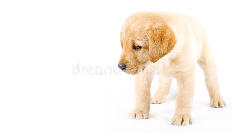 Crema Curiosa Del Perro Perdiguero De Labrador Del Perrito Imagen de ...