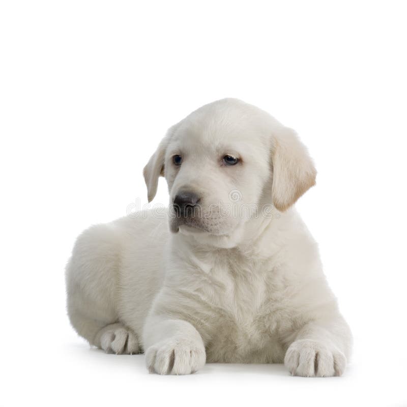 Crema Del Perro Perdiguero De Labrador Imagen de archivo - Imagen de ...