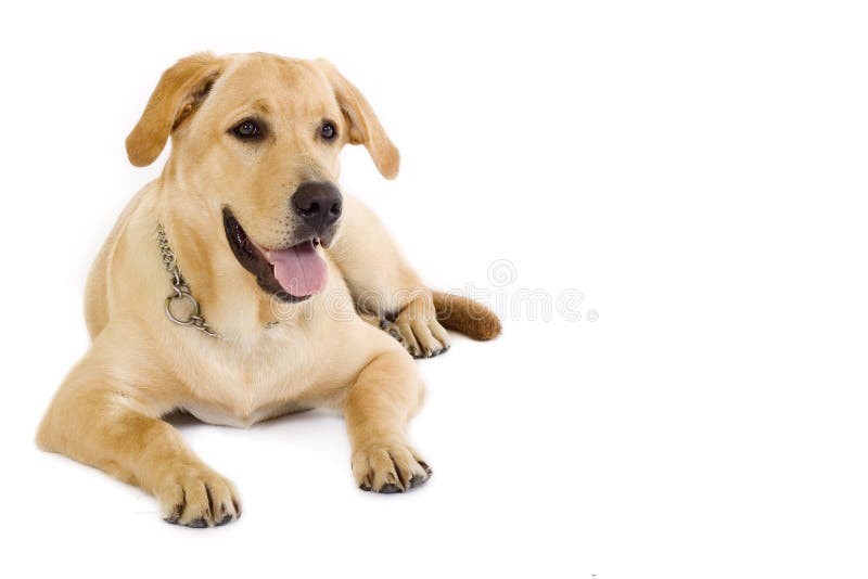 Crema Del Perro Perdiguero De Labrador Del Perrito - Copyspace Imagen ...