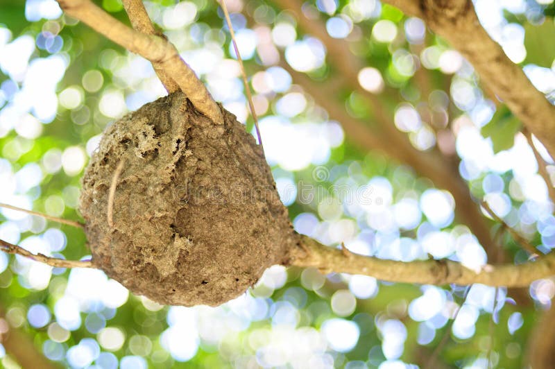 Crematogaster Rogenhoferi Ant Nest, Nature Stock Image - Image of ...