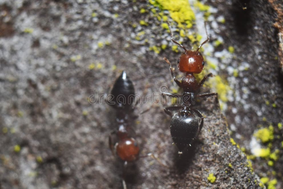 Crematogaster Scutellaris Ants in the Bark of a Tree Stock Photo ...