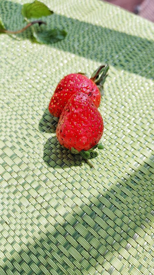 Two Strawberry on Green Placemate Stock Photo - Image of petal, pink ...
