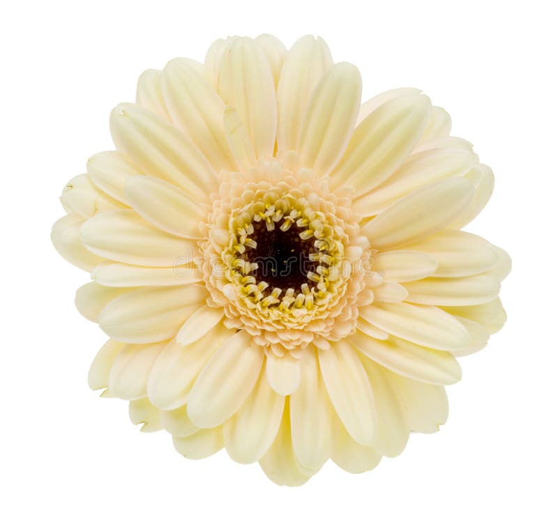 Beautiful Creme Colored Gerbera Stock Photos - Free & Royalty-Free ...