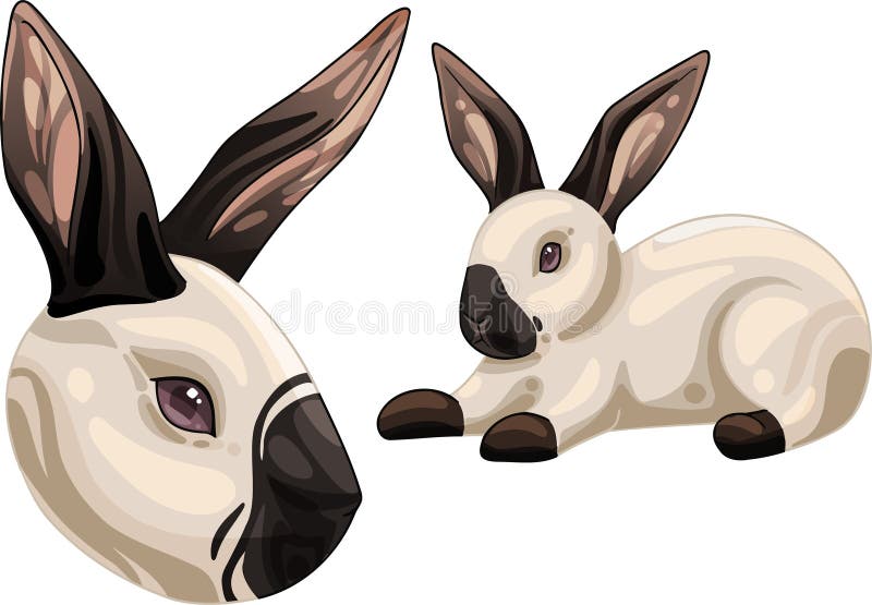Californian Rabbit Stock Illustrations – 33 Californian Rabbit Stock ...