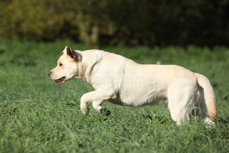 Creme Labrador Retriever Running Stock Image - Image of canine ...