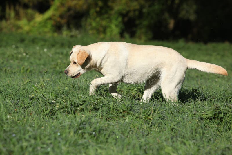 Creme Labrador Retriever Running Stock Image - Image of canine ...
