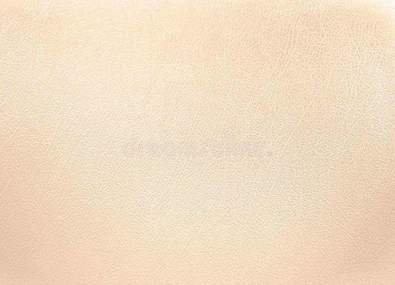 Cremefarbene Rosen stockbild. Bild von blumenblatt, pflanzen - 35222599