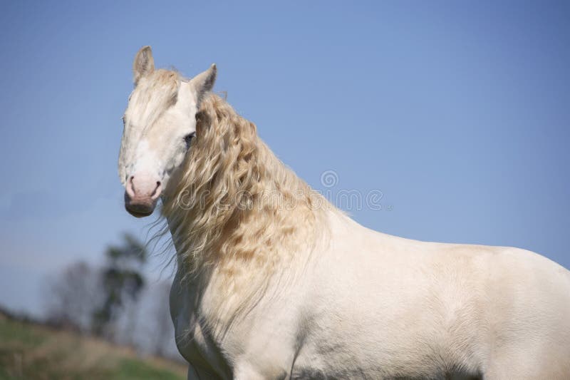 Cremello horse stock image. Image of animal, cremello - 24640193