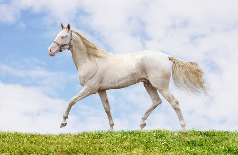 Cremello stallion on grass stock photo. Image of hoofed - 11556366