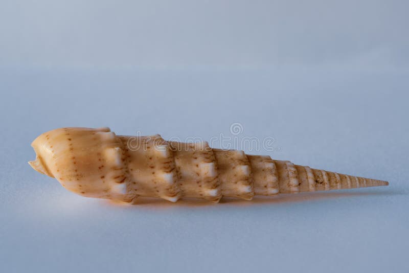 Crenulata Auger. Auger Shell Stock Image - Image of shells, marine ...
