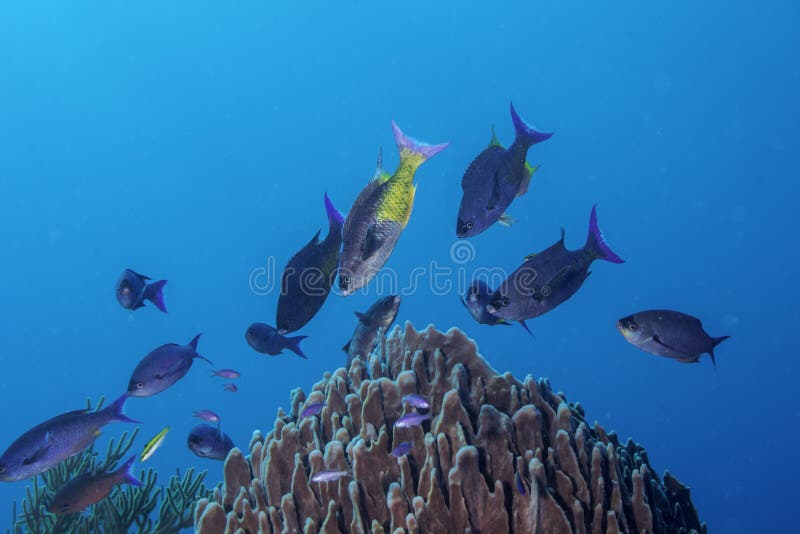 Creole Wrasse stock image. Image of placencia, fish, wrasse - 94722087