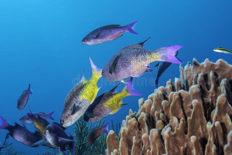 Creole Wrasse stock photo. Image of organism, belize - 94722088