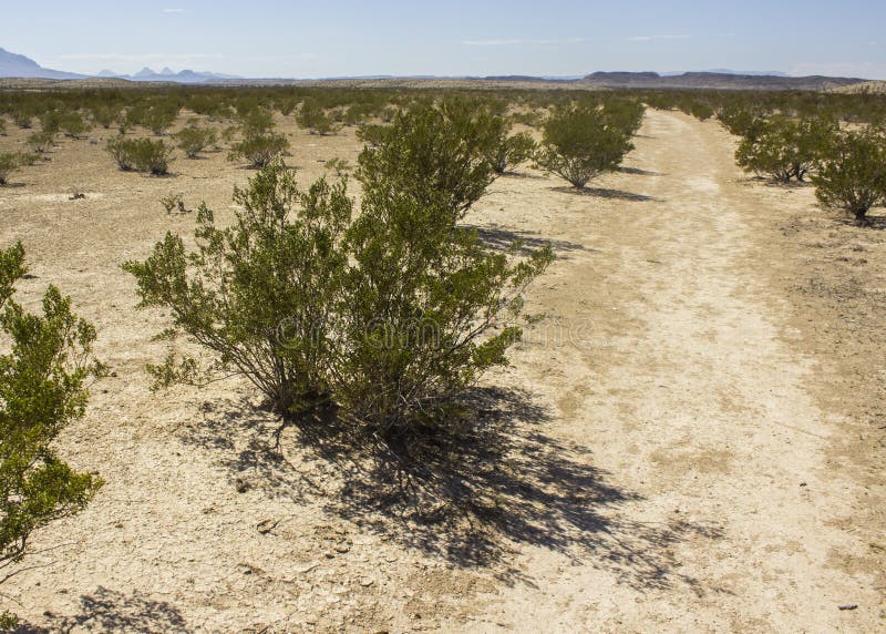 Creosoot stock foto. Image of toneel, plantkunde, genaturaliseerd ...