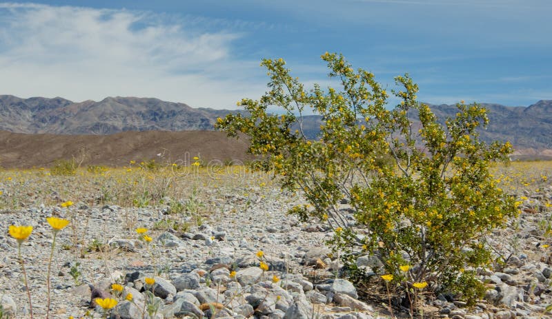 Creosote Bush Blooming in the Death Valley Stock Photo - Image of water ...
