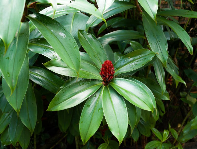 Crepe Ginger Flower with Green Leaves Stock Photo - Image of leaf ...