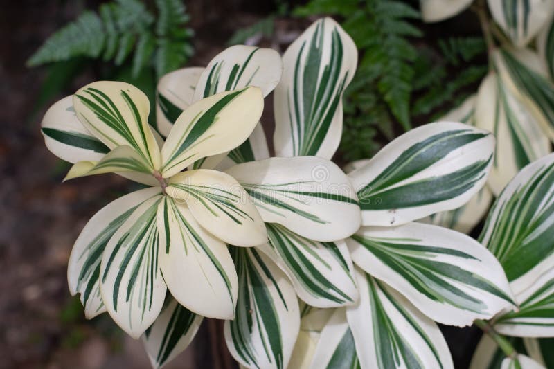 Crepe Ginger, Indian Head Ginger Stock Photo - Image of grow, floral ...
