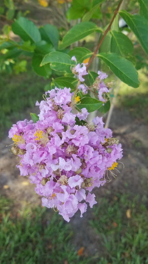 Crepe Myrtle bloom stock photo. Image of crepe, fresh - 98028634