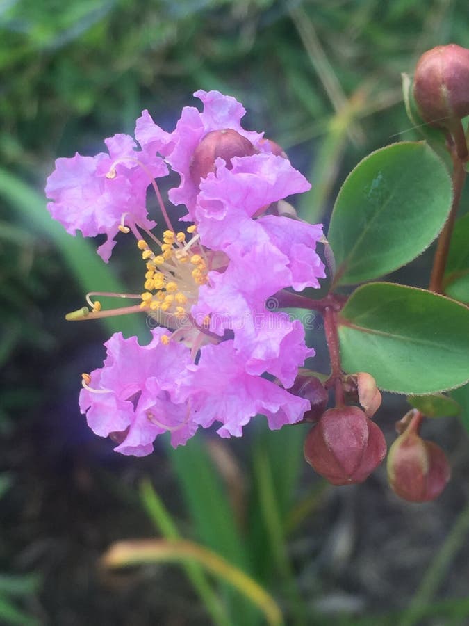 Crepe Myrtle in bloom stock photo. Image of berry, bloom - 82099286