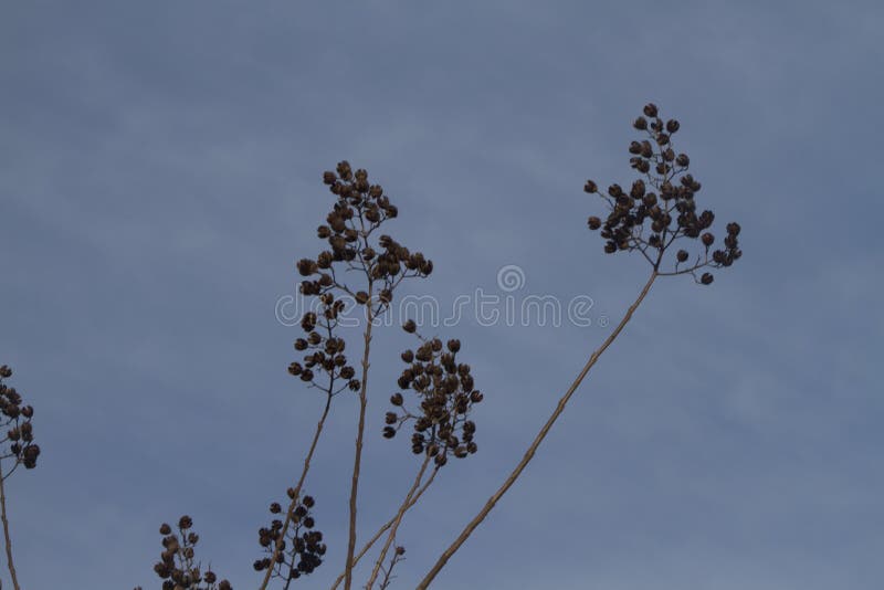 Crepe Myrtle Branch and Seed Pods Stock Photo - Image of bush, trees ...