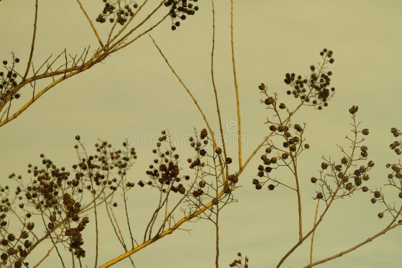 Crepe Myrtle Seed Pods Background Stock Image - Image of north, plants ...