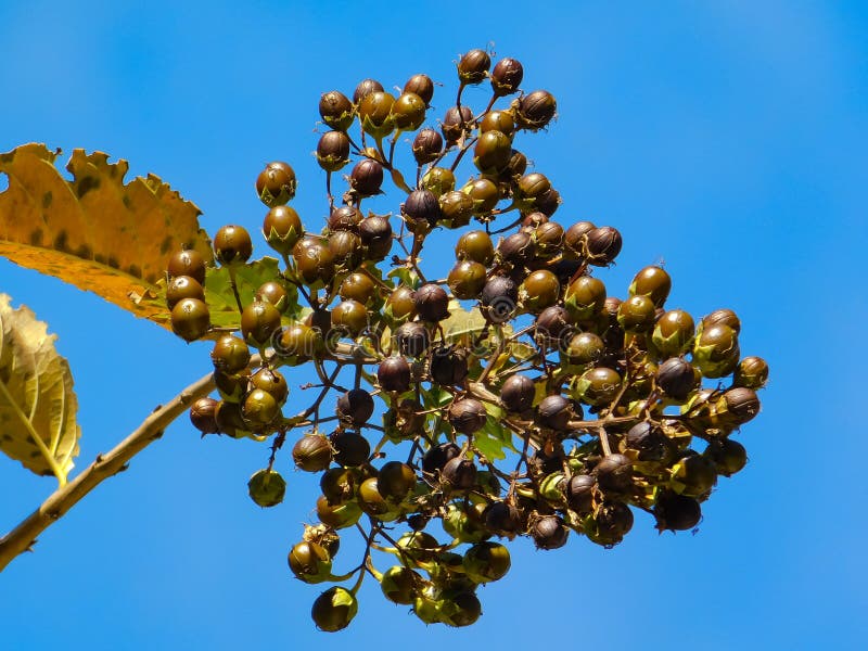 Crepe Myrtle Seed Pods Against Blue Sky Stock Image - Image of sunlight ...