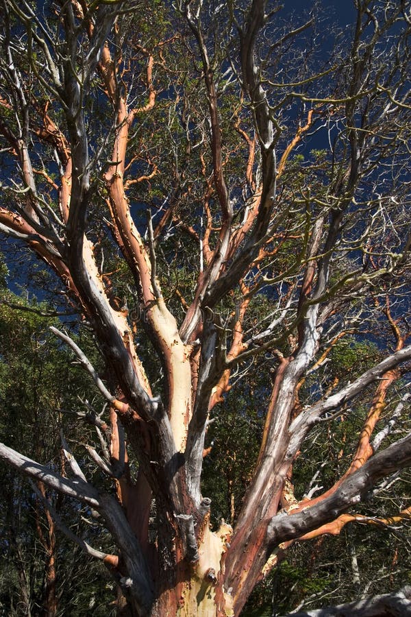 Crepe Myrtle Tree stock image. Image of crepe, lavender - 14298001