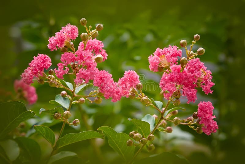 Crepe Myrtle Tree foto de stock. Imagem de consideravelmente - 32326668