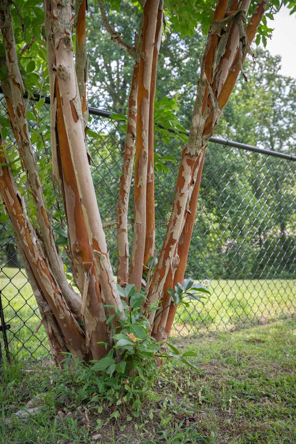 335 Crepe Myrtle Tree Bush Stock Photos - Free & Royalty-Free Stock ...