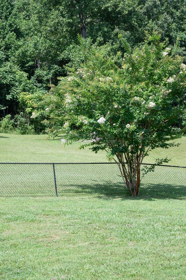 Crepe Myrtle Tree Bush with Exfoliating Bark Stock Image - Image of ...