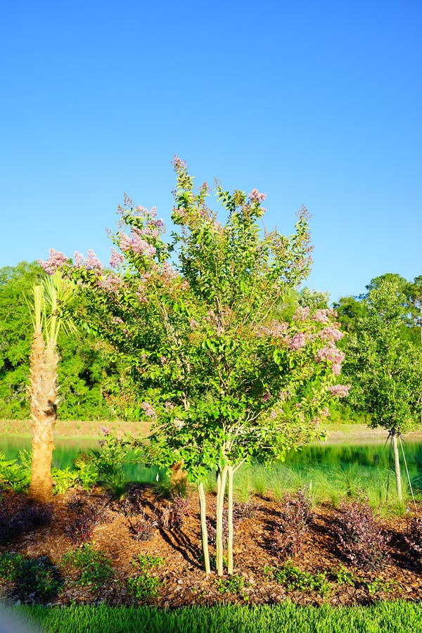Crepe myrtle tree stock photo. Image of florida, blossom - 93451014