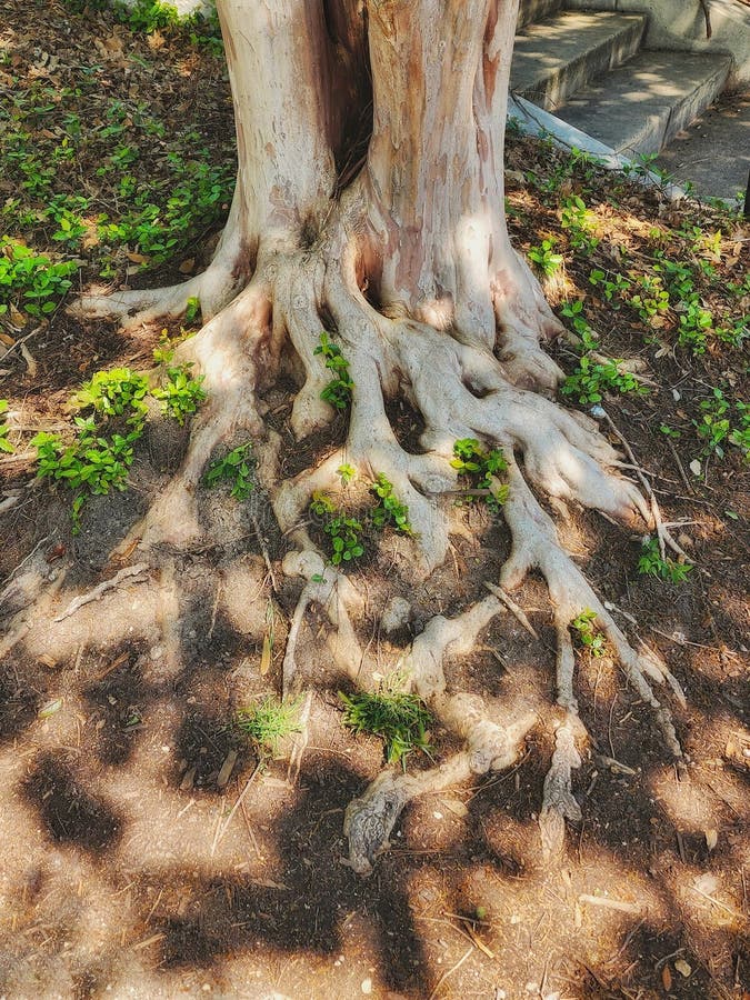 Crepe Myrtle Tree and Roots in Morning Sunlight Stock Image - Image of ...