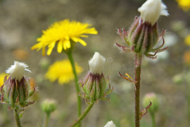 Crepis Foetida Grows in Nature Stock Photo - Image of asteraceae ...