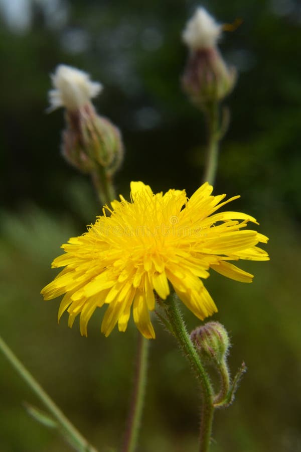 Crepis Foetida Grows in Nature Stock Image - Image of background, leaf ...