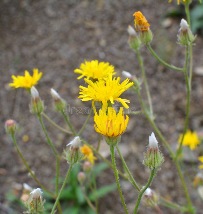Crepis Foetida Grows in Nature Stock Photo - Image of nature, blooming ...