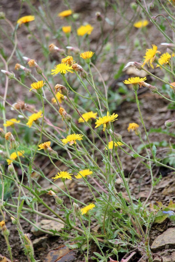 Crepis Foetida Grows in Nature Stock Photo - Image of background ...