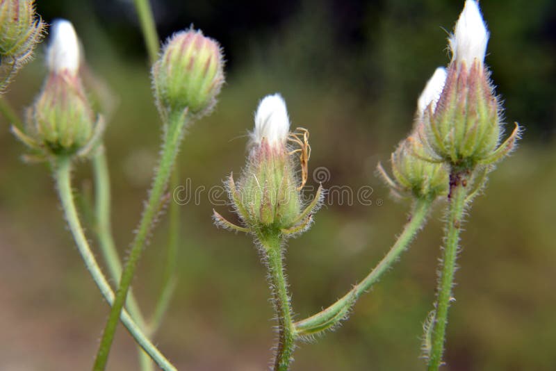 Crepis Foetida Grows in Nature Stock Image - Image of hawksbeard ...
