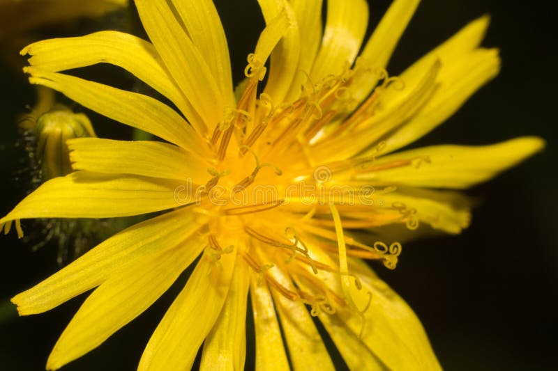 Crepis paludosa flower stock image. Image of blossom - 330459407