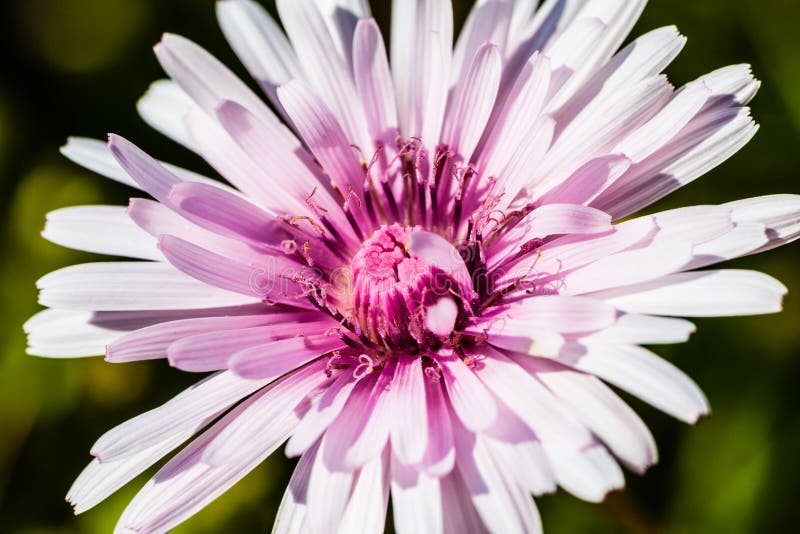 Crepis rubra stock image. Image of growth, flower, botany - 37060723