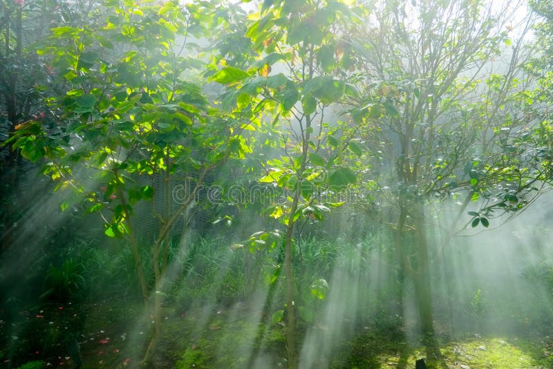 Crepuscular Rays in a Forest Stock Photo - Image of misty, foggy: 28191672