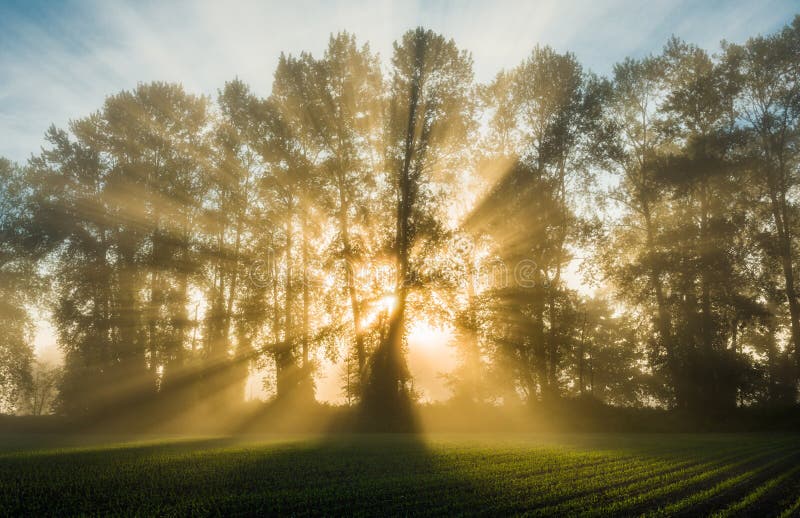 Crepuscular Rays Spread through Trees Stock Image - Image of shortly ...