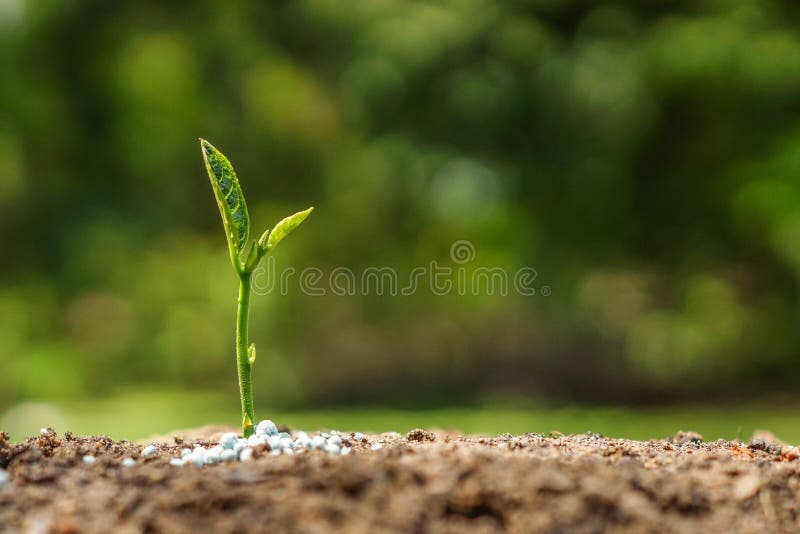 Crescendo E Consolidando a Plântula Da Planta Nova Foto de Stock ...