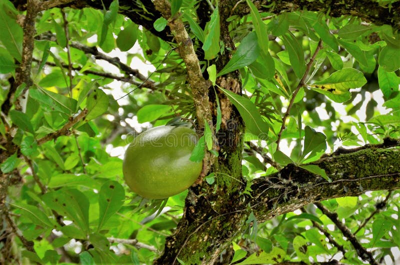 A Crescent Fruit Growing on the Tree Stock Photo - Image of city, faber ...