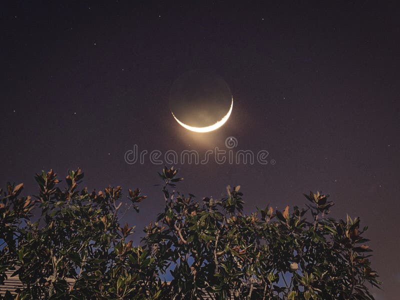 Night Sky with Moon Over a Bush Stock Photo - Image of louisiana ...