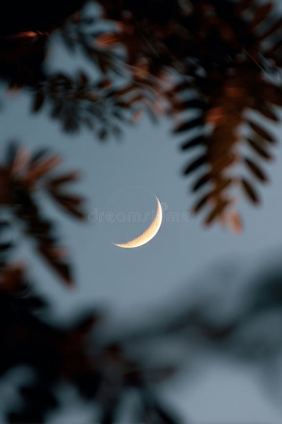 A Crescent Moon is Seen through the Branches of a Tree Stock Photo ...