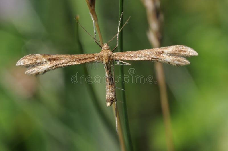 Crescent Moth Stock Photos - Free & Royalty-Free Stock Photos from ...