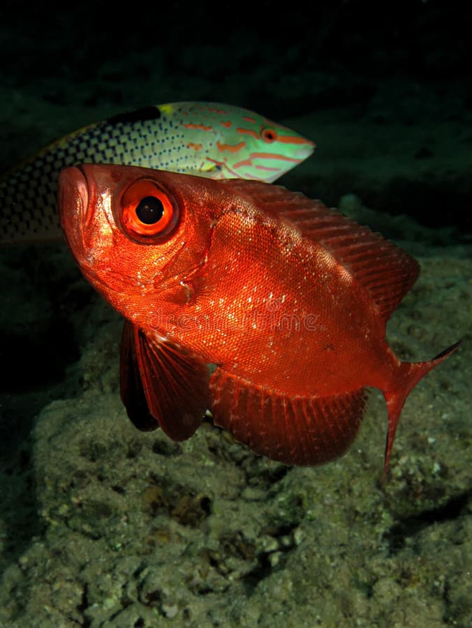 Crescent tail Bigeye stock image. Image of reef, marine - 19498967